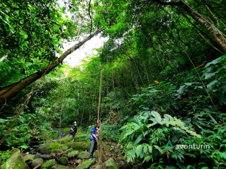 Taman Hutan Raya Adalah...?